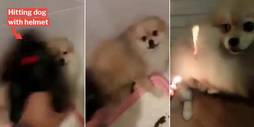 S’porean Man Hits Dog With Helmet & Torches Its Fur In Viral Video ...