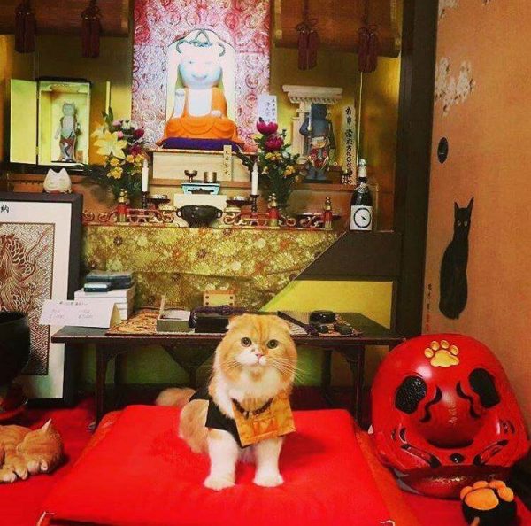This Cat Temple In Kyoto Has Feline Monks For The Purrfect Spiritual ...