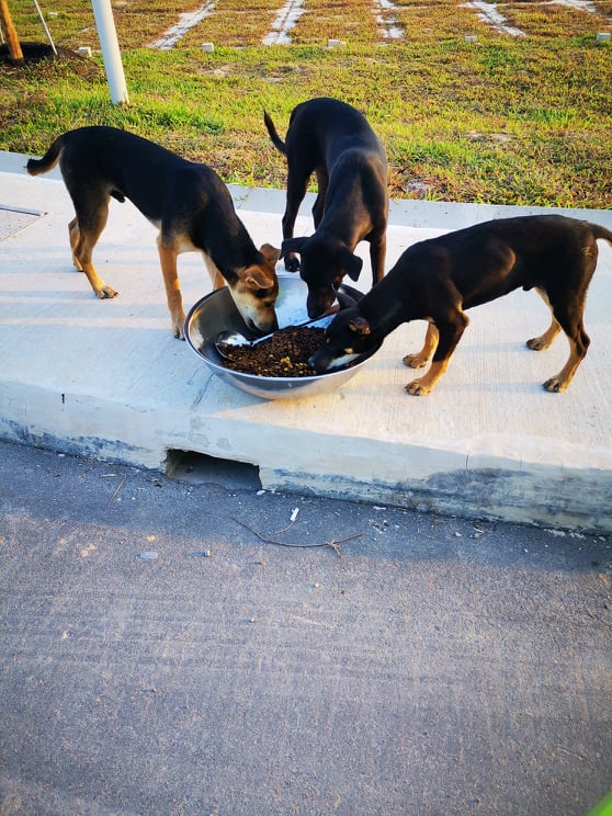 Man In S'pore Cooks Hot Meals For Stray Dogs So They Have Enough To Eat ...