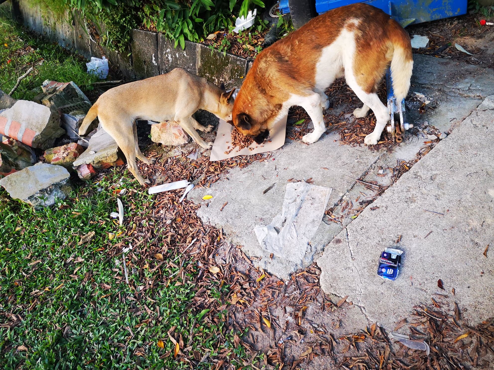 Man In S'pore Cooks Hot Meals For Stray Dogs So They Have Enough To Eat ...