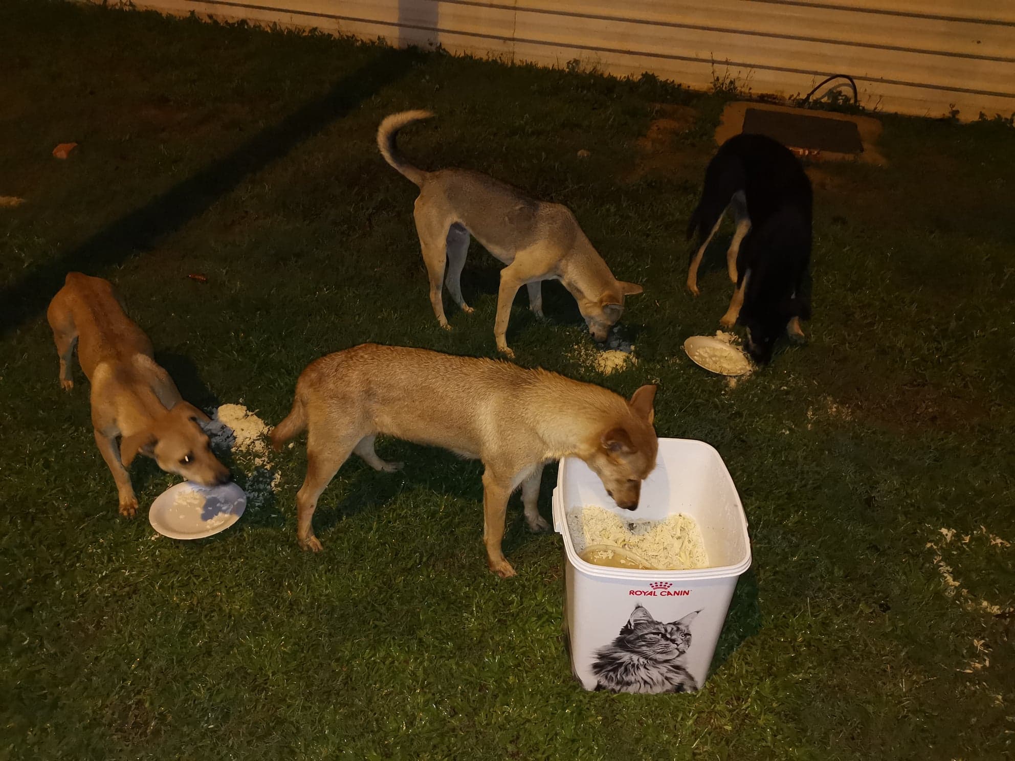 Man In S'pore Cooks Hot Meals For Stray Dogs So They Have Enough To Eat ...
