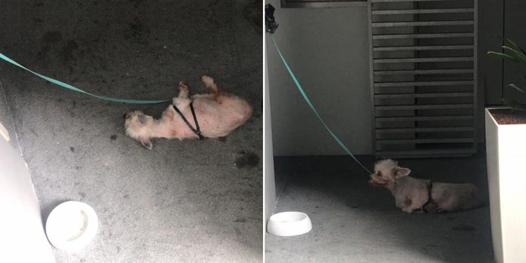 Dog In Holland Village Condo Left Outdoors With Only Bowls Of Water ...