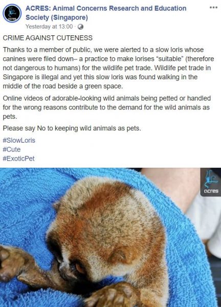 ACRES S'pore Rescues Slow Loris With Its Teeth Filed Down, Illegal ...