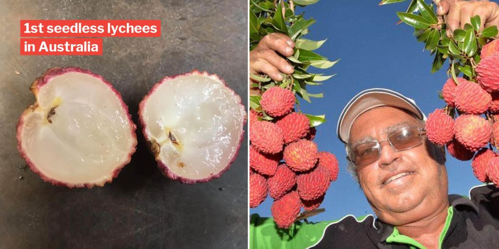 Australian Farmer Creates Seedless Lychees That Are Less Leceh To Eat ...