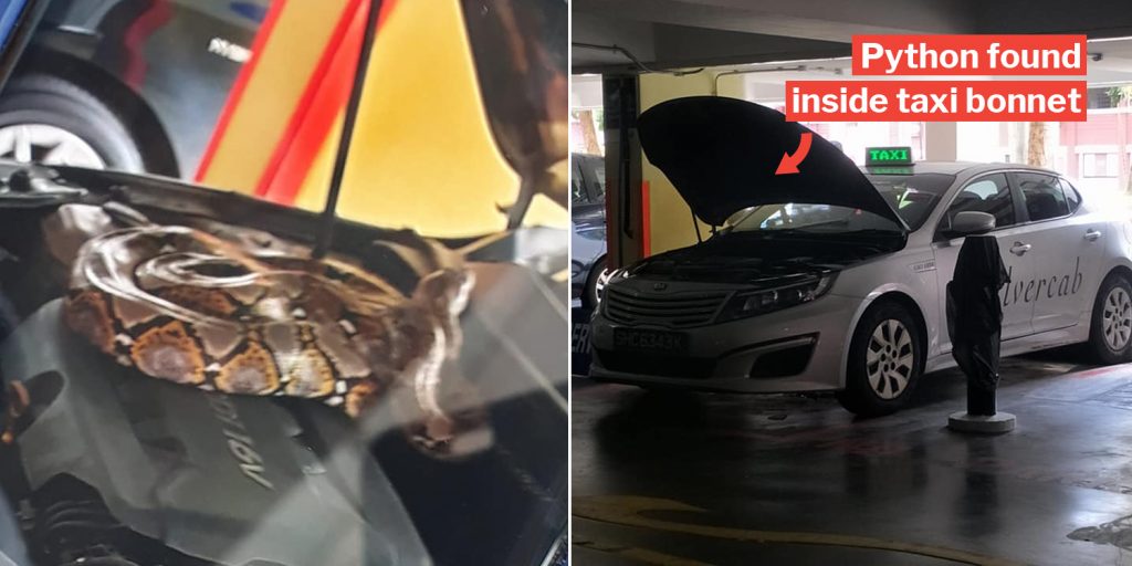 Python Seen At Redhill Carpark Vanishes & Reappears In Taxi Engine, Car ...