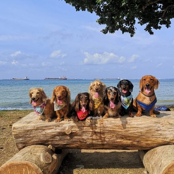Pack Of Sausage Dogs Visit S'pore Parks & Beaches For Class Outings ...