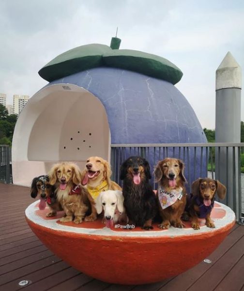 Pack Of Sausage Dogs Visit S'pore Parks & Beaches For Class Outings ...