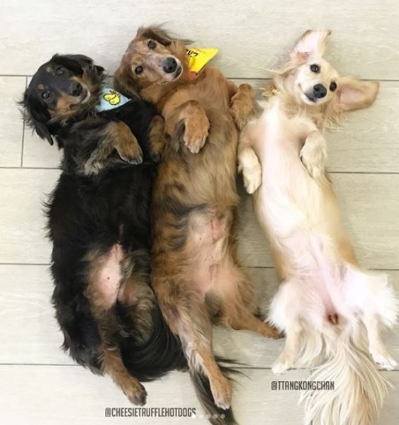 Pack Of Sausage Dogs Visit S'pore Parks & Beaches For Class Outings ...
