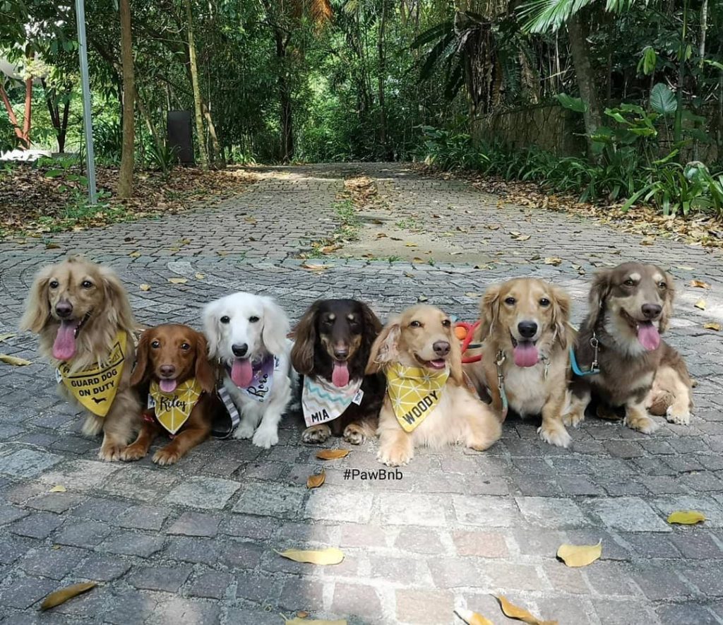 Pack Of Sausage Dogs Visit S'pore Parks & Beaches For Class Outings ...