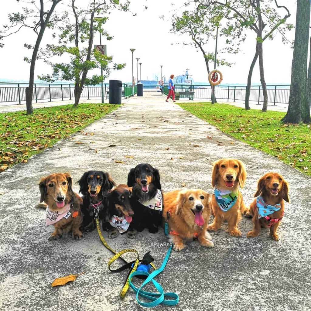 Pack Of Sausage Dogs Visit S'pore Parks & Beaches For Class Outings ...