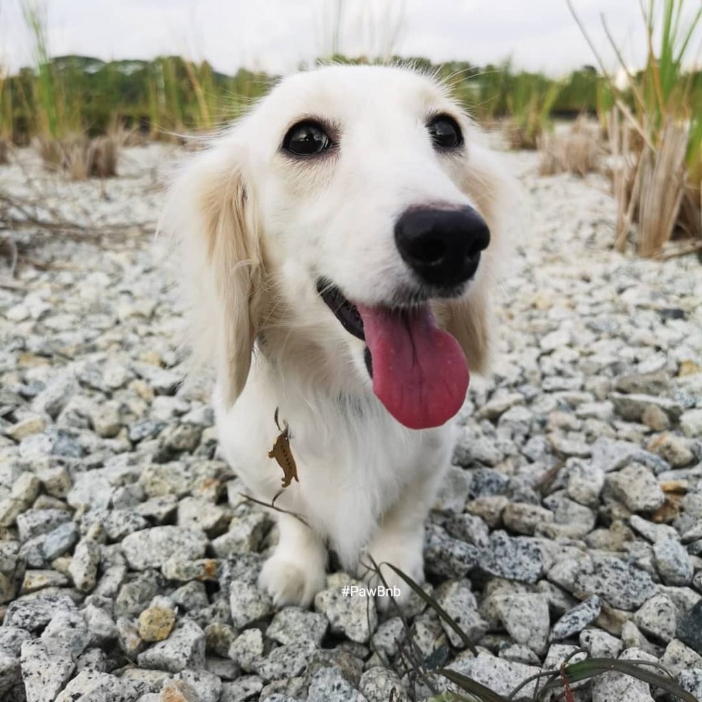Pack Of Sausage Dogs Visit S'pore Parks & Beaches For Class Outings ...