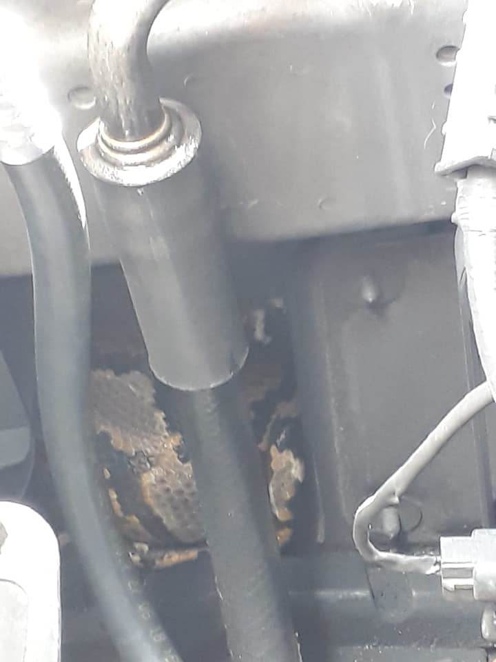 Python Seen At Redhill Carpark Vanishes & Reappears In Taxi Engine, Car ...
