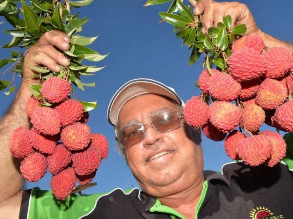 Australian Farmer Creates Seedless Lychees That Are Less Leceh To Eat ...