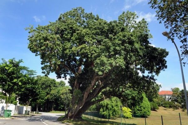 Australian Farmer Creates Seedless Lychees That Are Less Leceh To Eat ...
