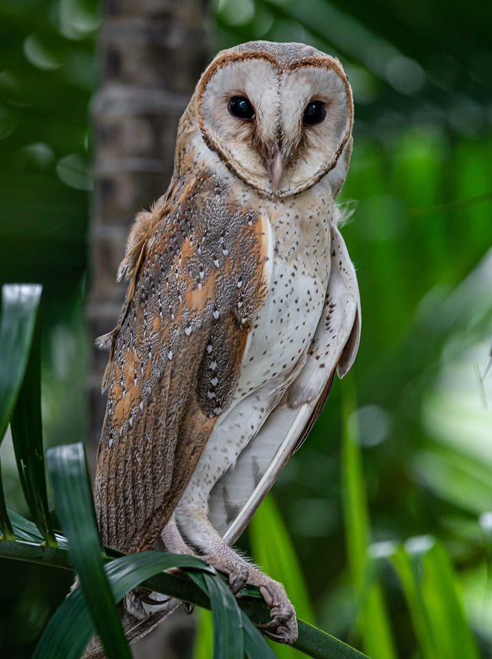 Barn Owl In Toa Payoh Poses For Photos Till Sunset, Offers Beautiful ...
