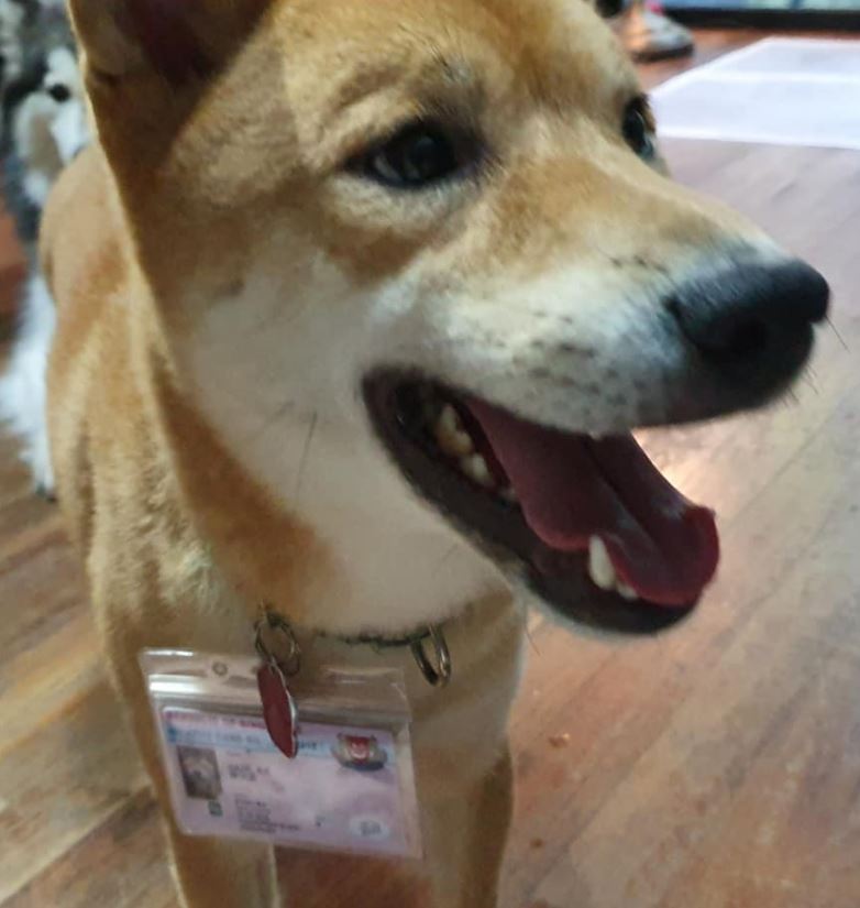 Pets 'NRIC' & Running License Now Available For S'pore Doggos, Features ...