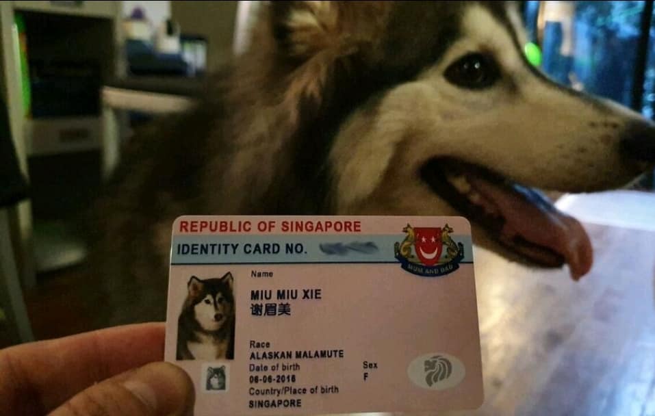 Pets 'NRIC' & Running License Now Available For S'pore Doggos, Features ...