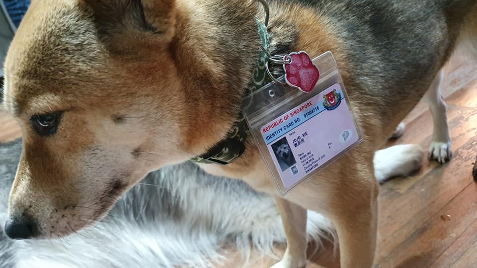 Pets 'NRIC' & Running License Now Available For S'pore Doggos, Features ...