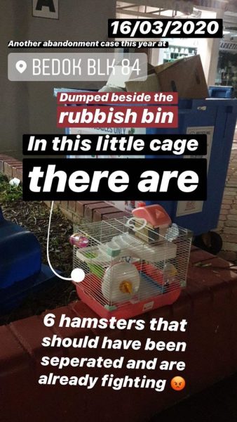 11 Hamsters Including 4 Offspring Dumped At Bedok HDB, Hamster Society ...
