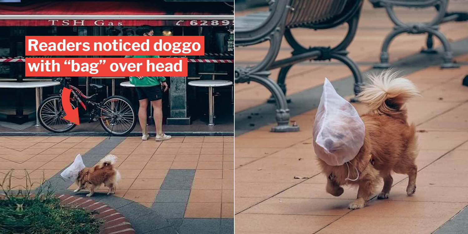 Curious Doggo In ST Photo Makes Article Go Viral, Everyone Can't Stop ...