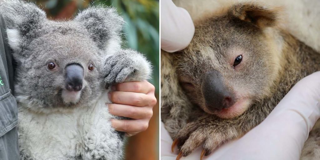 Australia Park Welcomes First Baby Koala Since Bushfires, She's A ...