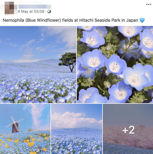 Stunning Blue Flower Field In Japan Goes Viral, Festival Was Cancelled ...