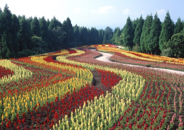 This Japan Park Is Overflowing With Rainbow Flower Fields Amidst ...