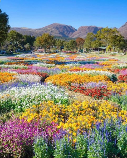 This Japan Park Is Overflowing With Rainbow Flower Fields Amidst ...