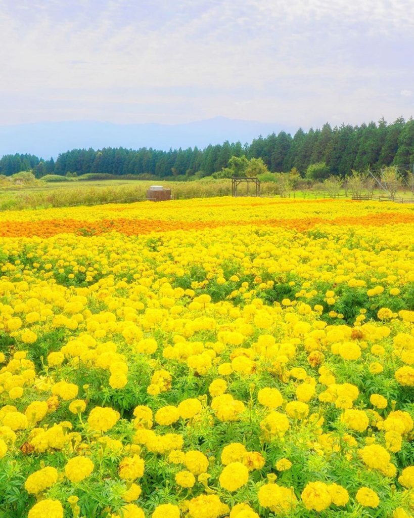 This Japan Park Is Overflowing With Rainbow Flower Fields Amidst ...