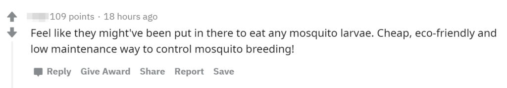 Netizen Spots Fish At MRT Worksite In Tanah Merah, Wonders How It Got There