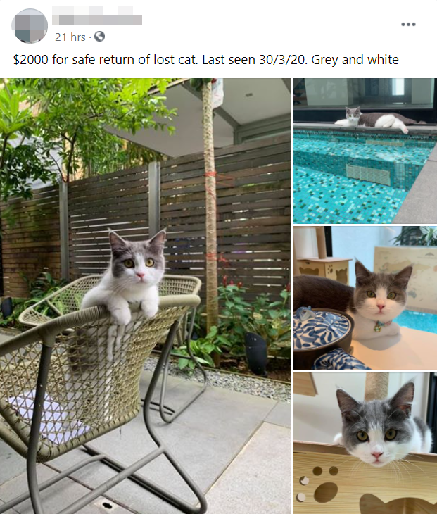 S'pore Owner Offers $2,000 Reward For Missing Cat Last Seen At Bukit Timah
