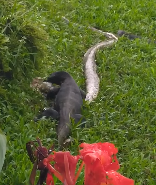 Monitor Lizards Dine-In For Python Carcass, Didn't Clear Leftovers At ...