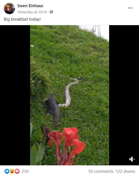 Monitor Lizards Dine-In For Python Carcass, Didn't Clear Leftovers At ...