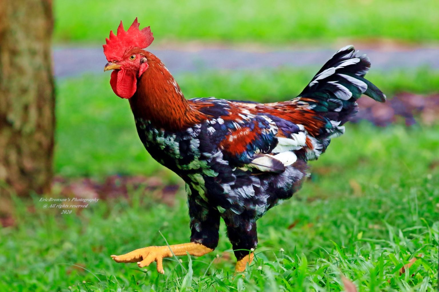 Photographer Spots Rare Majestic Rooster In Pasir Ris, Netizens Can't Stop Fawning Over It