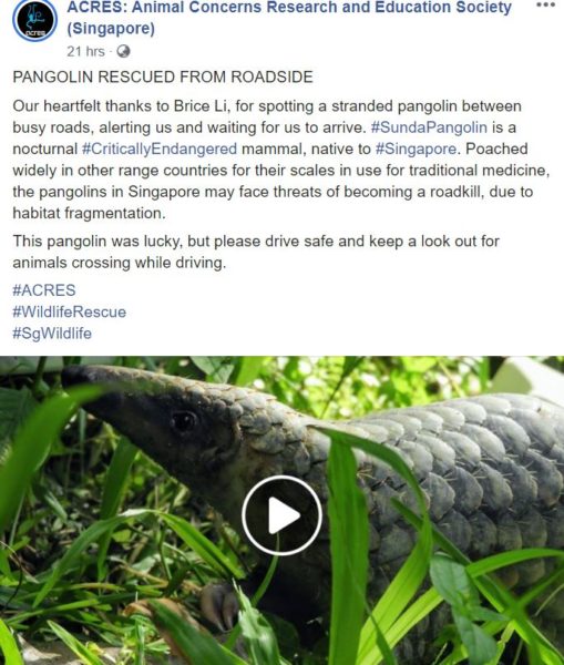 Wild Pangolin Found Stranded Along Upper Thomson Road, ACRES Rescues It ...