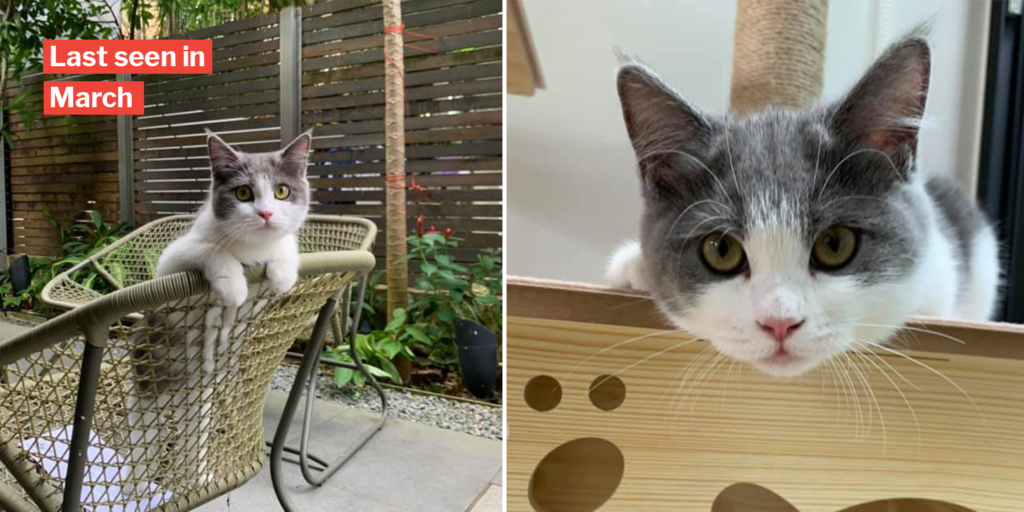 S'pore Owner Offers $2,000 Reward For Missing Cat Last Seen At Bukit Timah