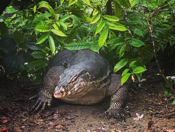 Super Thicc Monitor Lizard Lepaks At Botanic Gardens, Netizens Say It's ...