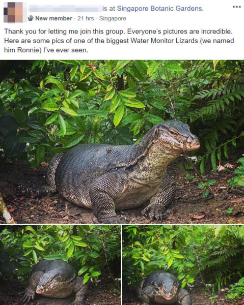 Super Thicc Monitor Lizard Lepaks At Botanic Gardens, Netizens Say It's ...