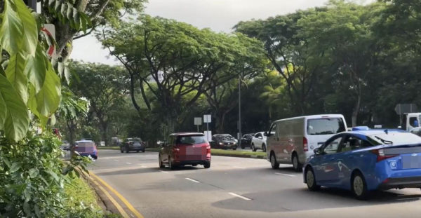 Wild Pangolin Found Stranded Along Upper Thomson Road, ACRES Rescues It ...