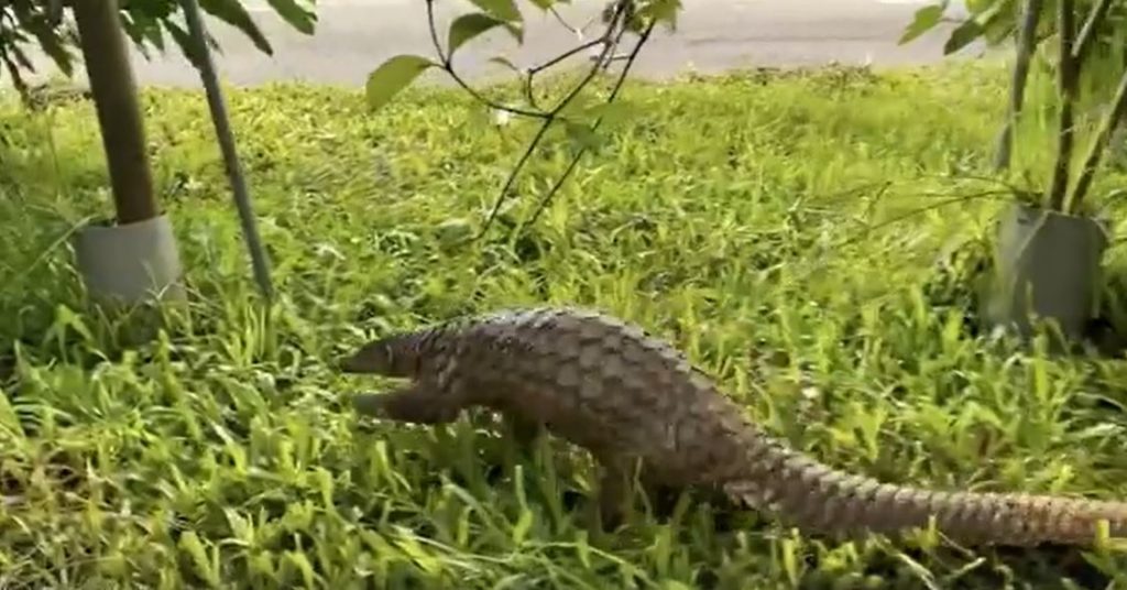 Wild Pangolin Found Stranded Along Upper Thomson Road, ACRES Rescues It ...