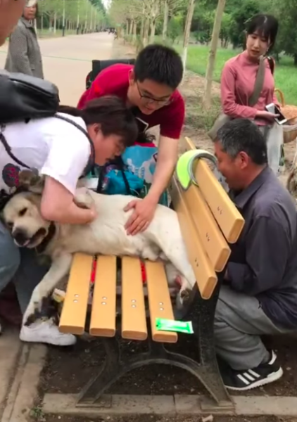 Labrador Gets Stuck In Bench As He's Too Thicc, Parkgoers Rush To His ...