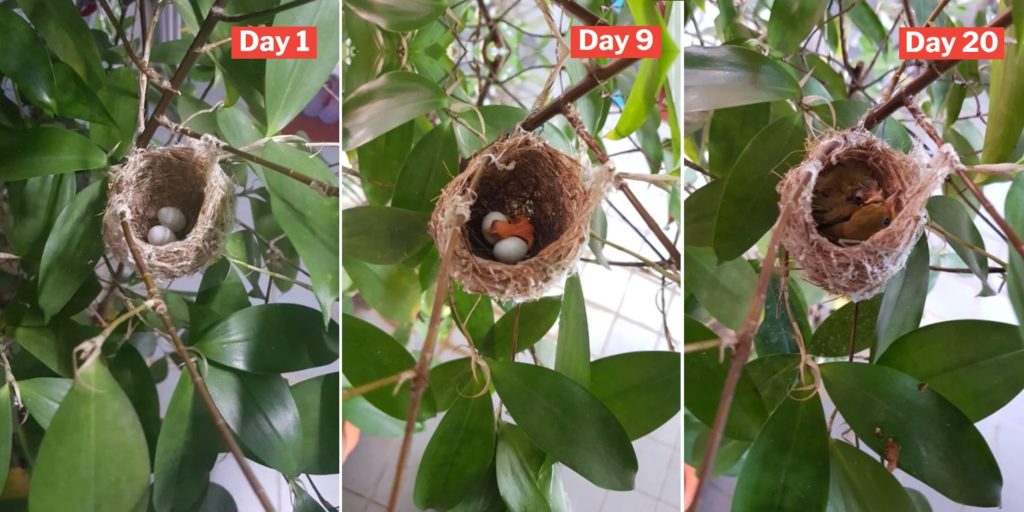 S'pore Redditor Records Birds Hatching From Eggs To Fledglings Over 20 ...