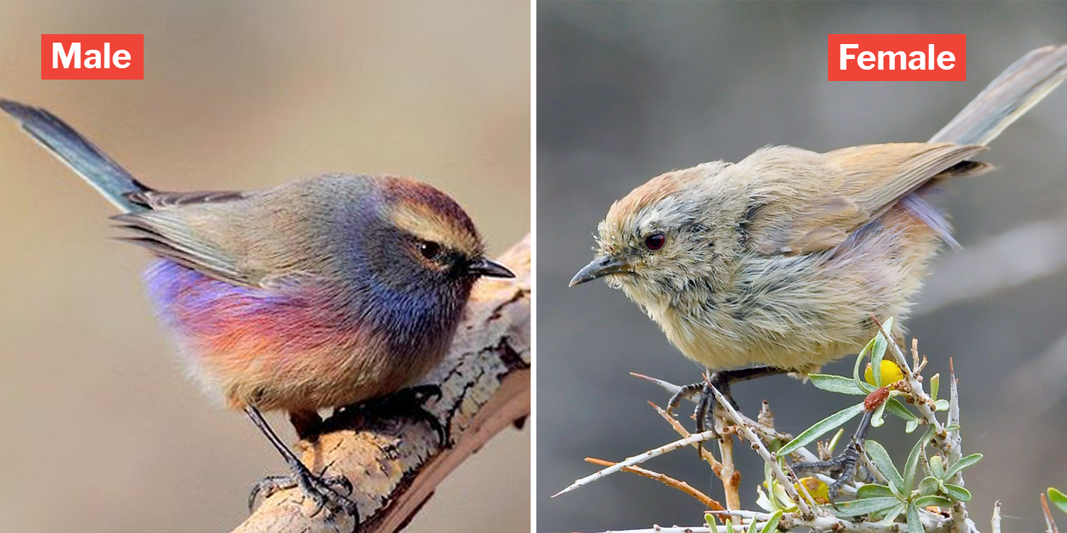 This Rainbow Bird In China Is Like A Fluffball Made Of Paddle Pop Ice Cream