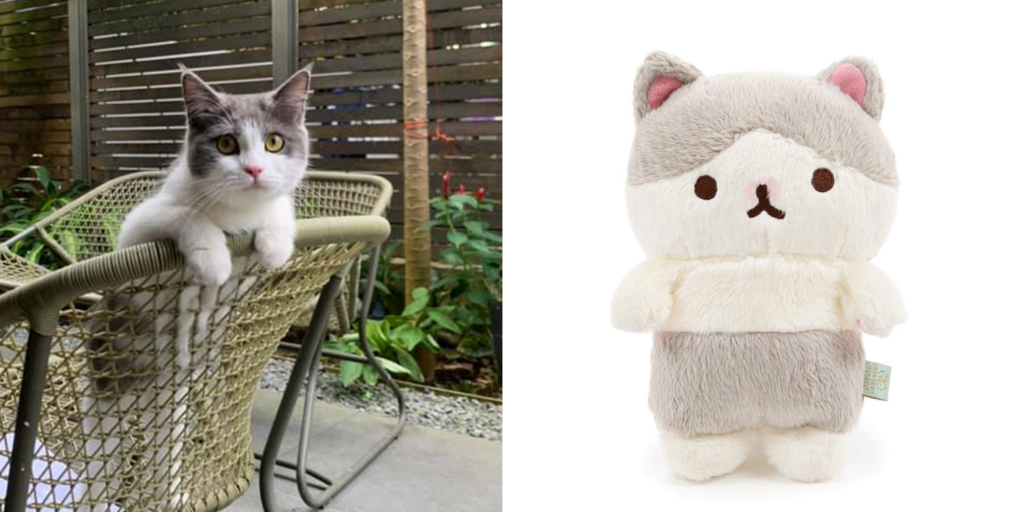 S'pore Owner Offers $2,000 Reward For Missing Cat Last Seen At Bukit Timah