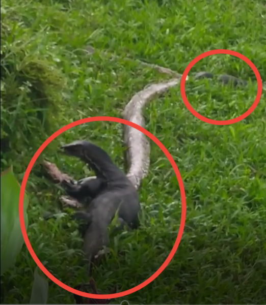 Monitor Lizards Dine-In For Python Carcass, Didn't Clear Leftovers At ...