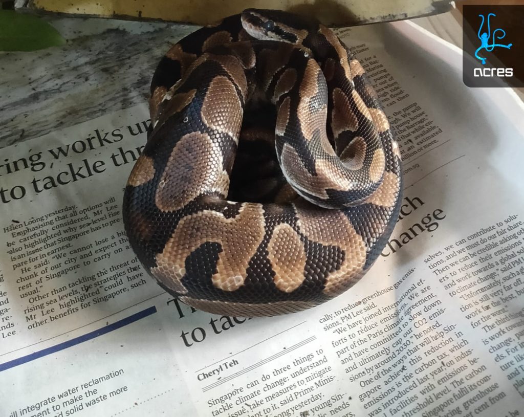 Monkey & Python Abandoned During ‘Circuit Breaker’, ACRES Appeals For ...