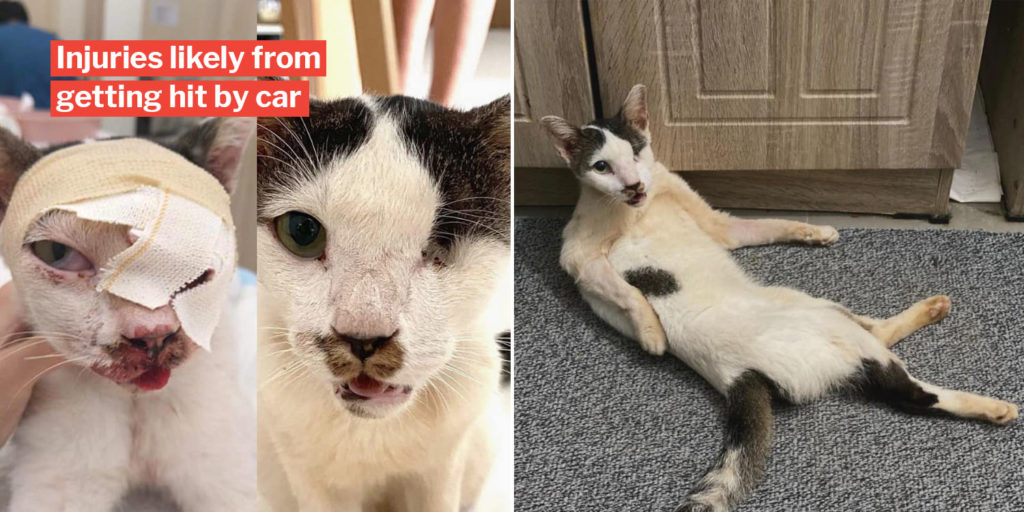 Tom & Jerry Creator Dies At 95, His Cat & Mouse Cartoons Always Made ...