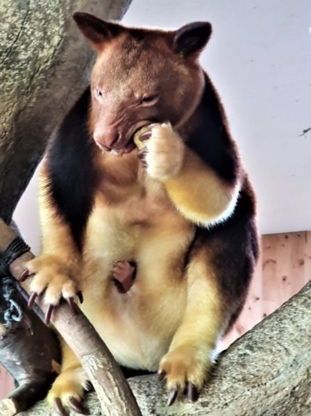 S'pore Tree Kangaroo Couple Welcomes Baby Joey, A Smol Pink Jellybean ...