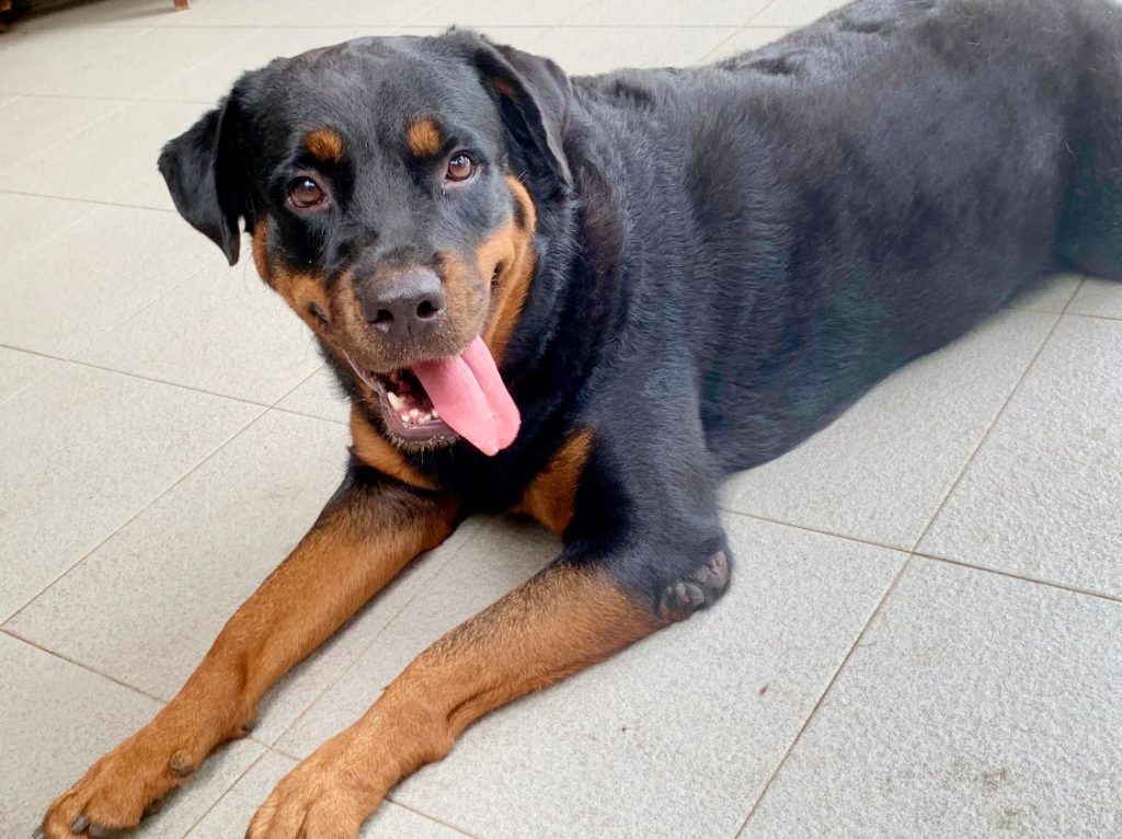 S'pore Rottweiler Needs A Forever Home, She’s A Trained & Lovable Goofball