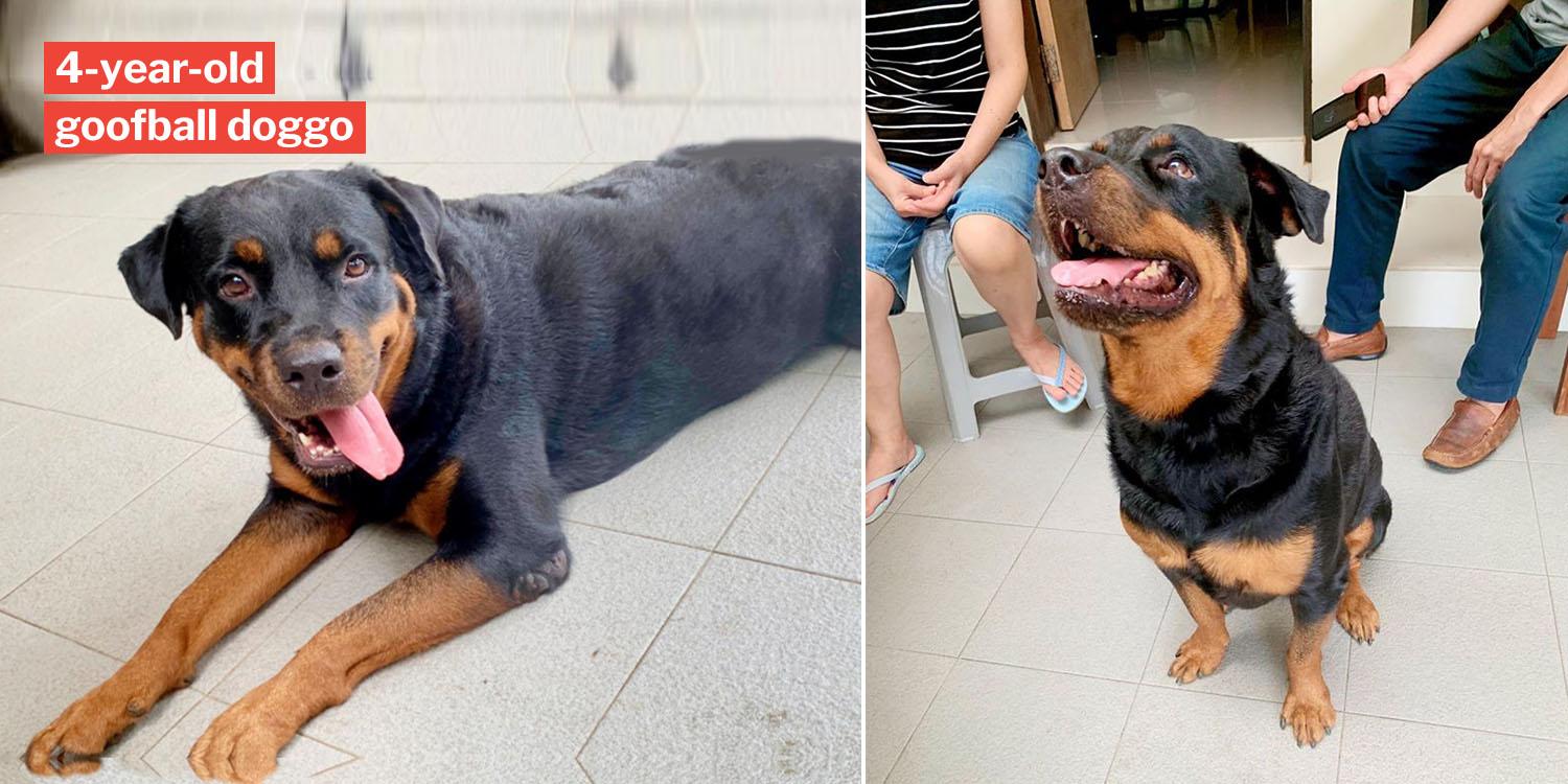 S'pore Rottweiler Needs A Forever Home, She’s A Trained & Lovable Goofball